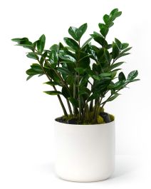 Signature ZZ Green Plant